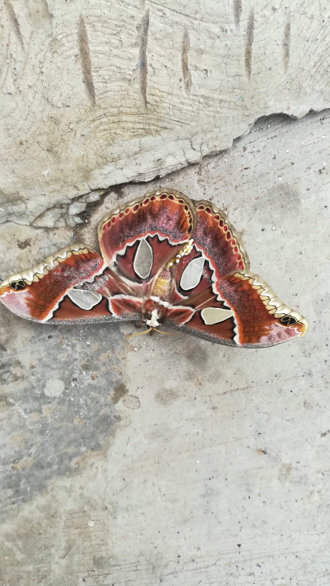 Rothschildia cinctus Tepper, 1883