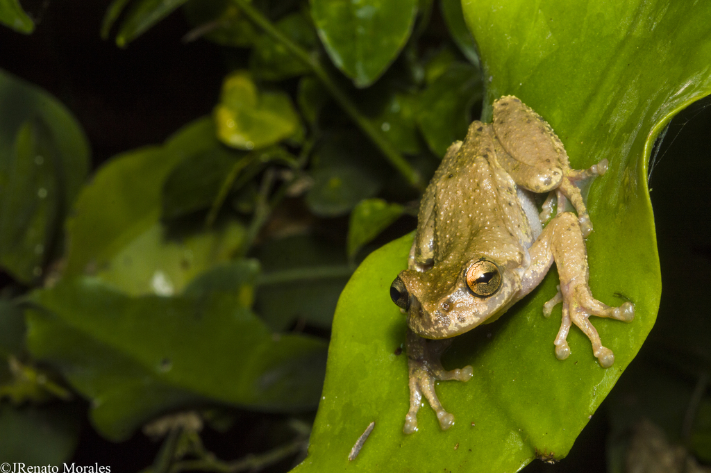 Guatemala Spikethumb Frog in July 2017 by Renato Morales · iNaturalist