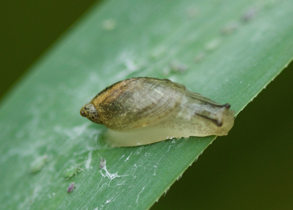 Succinea arundinetorum from Chaoyang, Beijing, China on June 26, 2020 at 08:59 AM by Terry ...