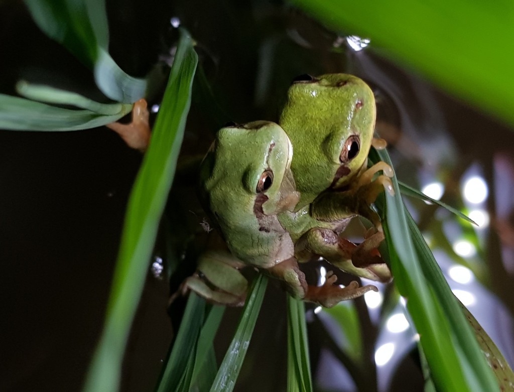 Suweon Tree Frog in June 2020 by Amaël Borzée. Dryophytes suweonensis ...