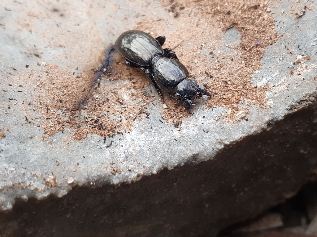 Broscinae from Monarto South SA 5254, Australia on June 26, 2020 at 03: ...