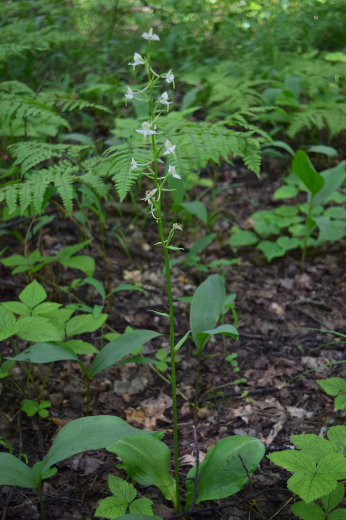 Greater butterfly-orchid from Serpukhovskiy rayon, Moskva, Russia on ...