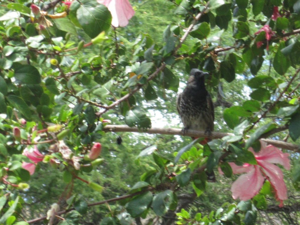 Red-vented Bulbul from Hawaii, USA on September 11, 2014 at 06:16 PM by ...