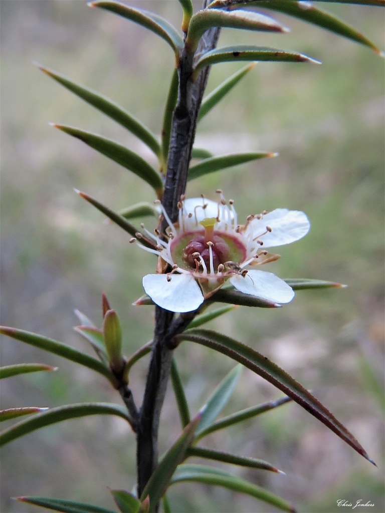 prickly tea-tree from Ben Bullen State Forest, Cullen Bullen NSW 2790 ...