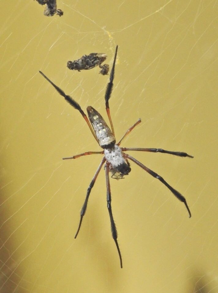 Red-legged Golden Orb-web Spider from Moshi, Moshi, Kilimanjaro, TZ on ...