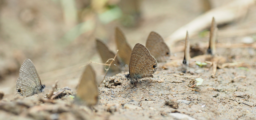 Common Line Blue from 台灣南投縣 on June 26, 2020 at 01:11 PM by Lin Scott ...