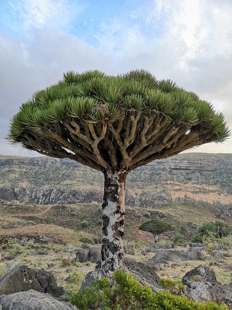 dragon blood tree (Dracaena cinnabari) - Botanical Realm
