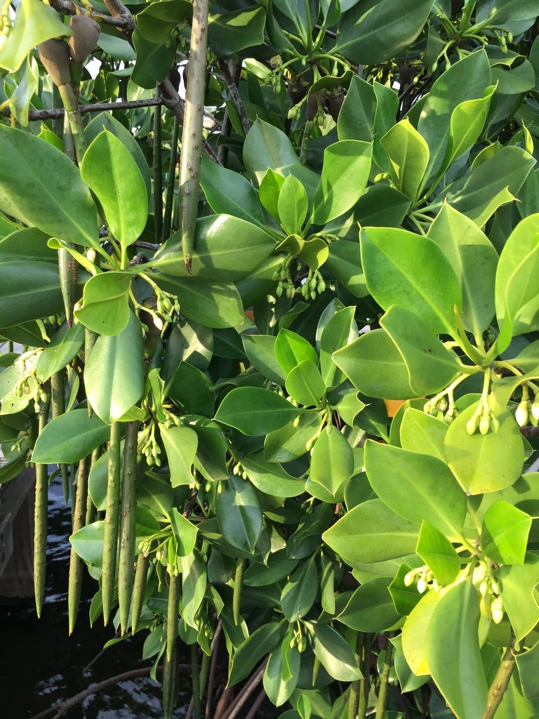 spotted mangrove (Rhizophora stylosa) - Botanical Realm
