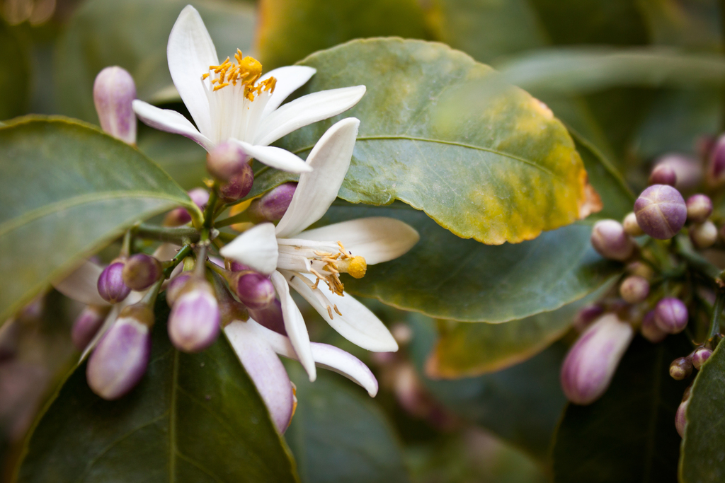 citrus family (Rutaceae) - Botanical Realm