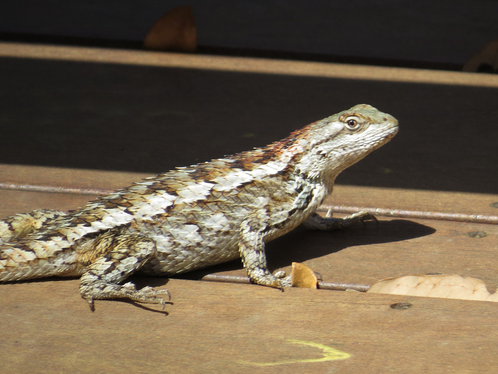 Texas Spiny Lizard (Sceloporus olivaceus) - Snakes and Lizards