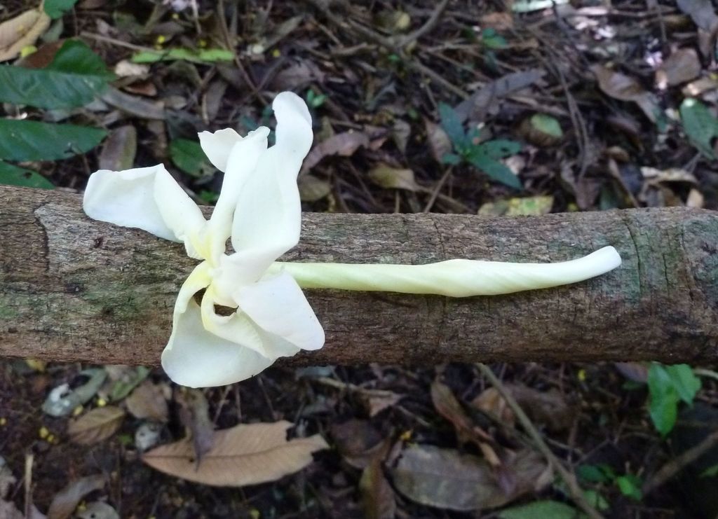 Tabernaemontana africana from Yarmein, Liberia on November 5, 2012 at ...