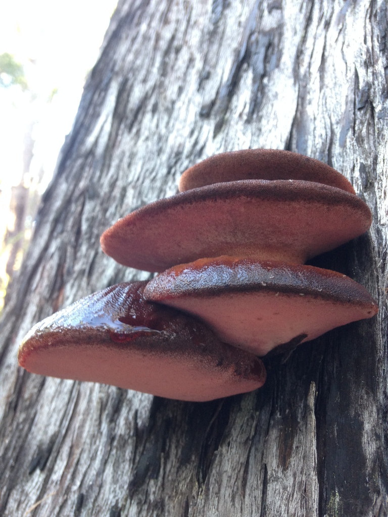Fistulina spiculifera from Holyoake WA 6213, Australia on June 21, 2020 ...