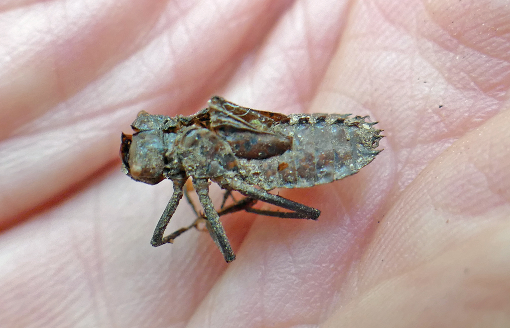 Alabama Shadowdragon from Talbot County, GA, USA on June 03, 2020 at 01 ...