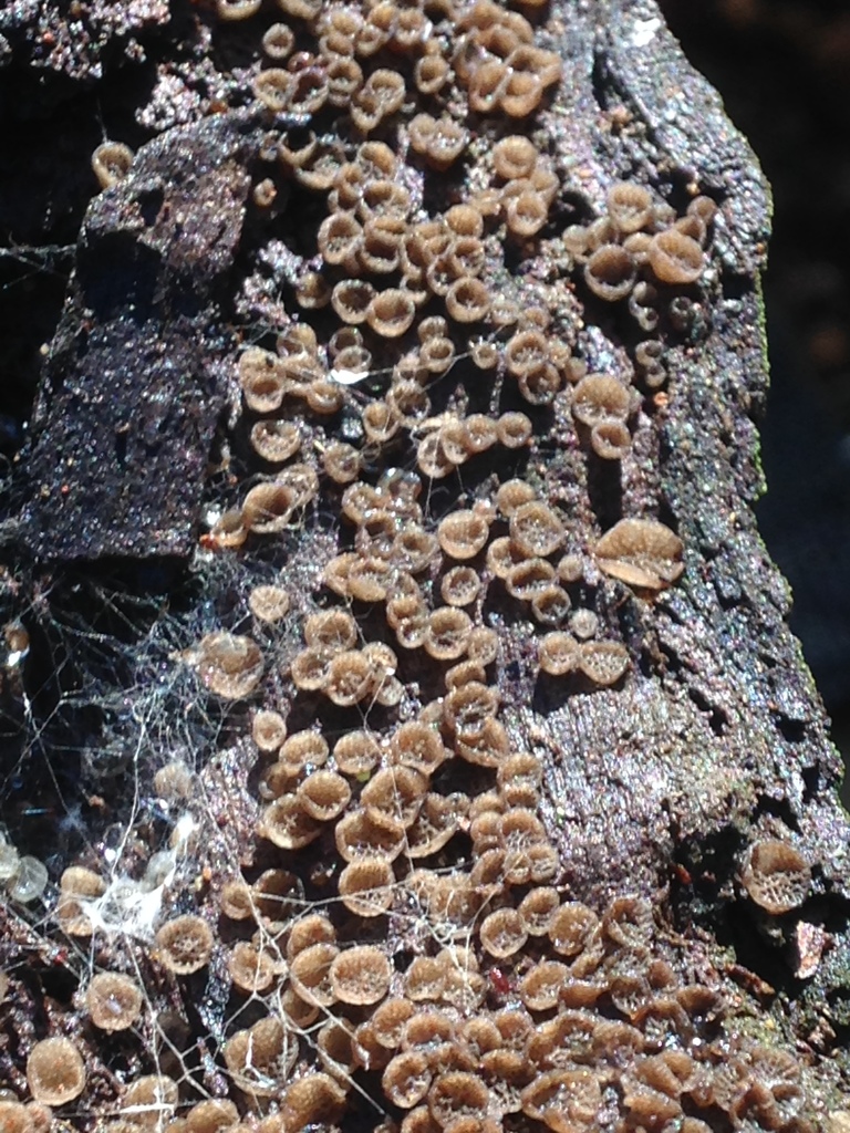 Campanella gregaria from Murray, Western Australia, Australia on June ...