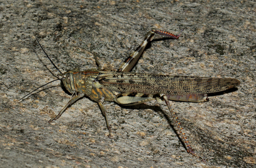 Sudan tree locust (Anacridium wernerellum) · iNaturalist
