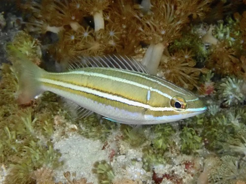 White-shouldered Whiptail (Pentapodus bifasciatus) · iNaturalist United ...