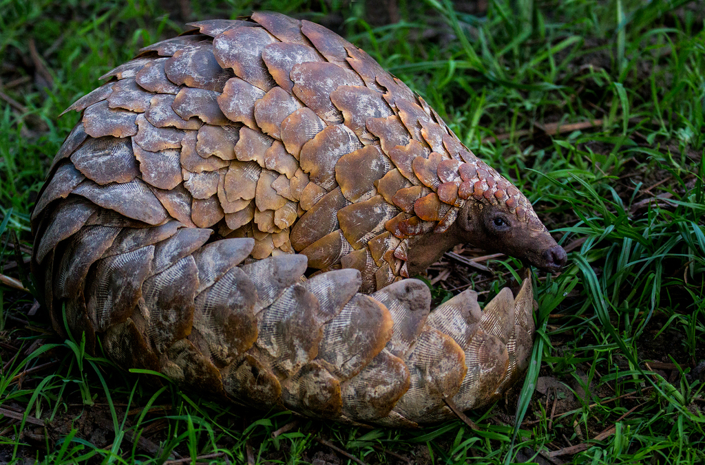 Temminck's Ground Pangolin (Smutsia temminckii) - Know Your Mammals