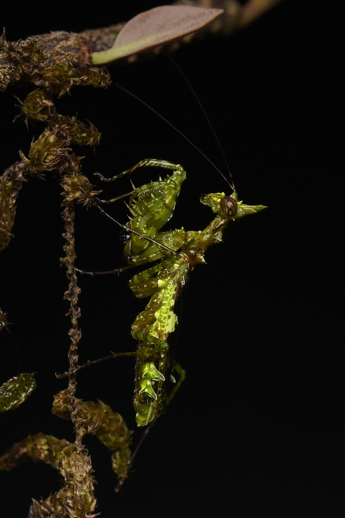 Moss Mantis from Karnataka 577411, India on June 20, 2020 at 08:48 PM ...