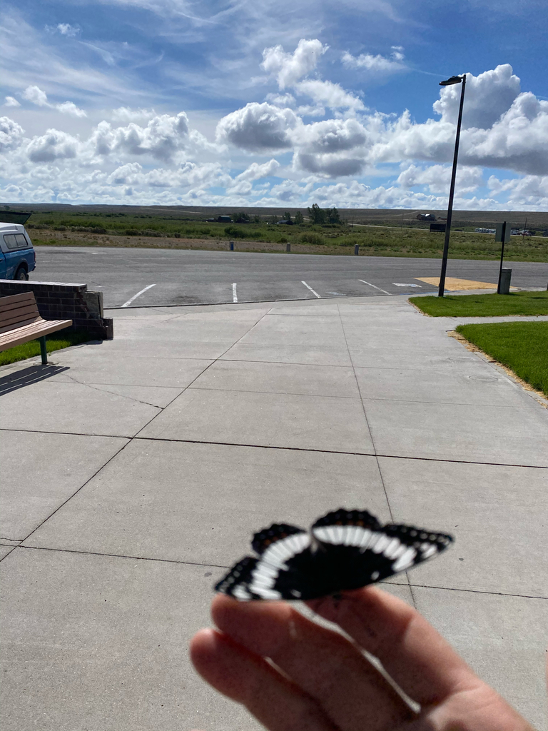 Weidemeyer's Admiral from Lander on June 26, 2020 at 03:38 PM by Polly ...