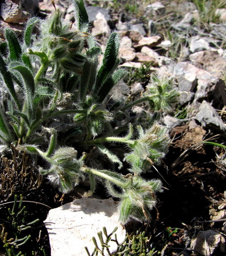 Craniospermum tuvinicum · iNaturalist