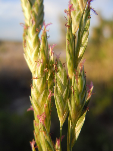Saltgrass (Plants of Lathrop State Park) · iNaturalist