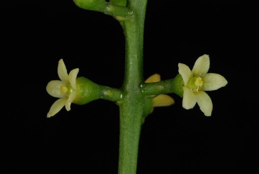 Poisonwood (Metopium toxiferum) - Botanical Realm