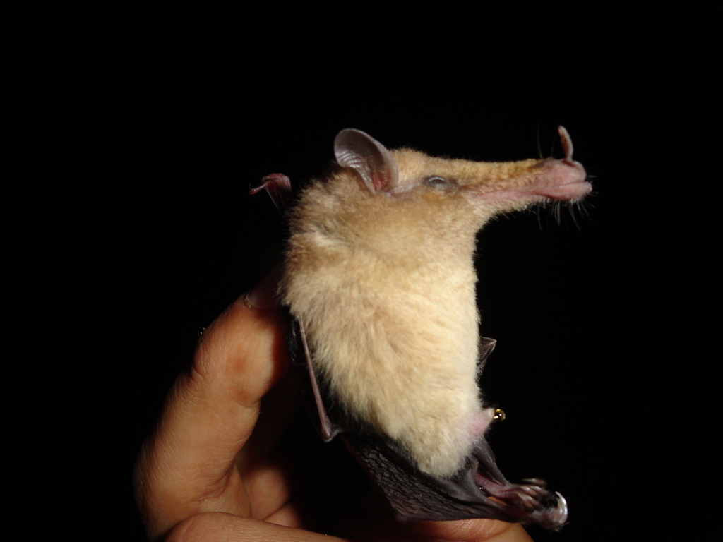 Banana Bat (Musonycteris harrisoni) - Know Your Mammals