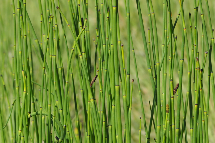 Equisetum Laevigatum