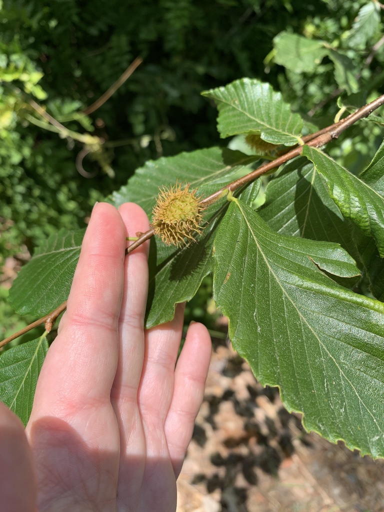 European beech from Valley Rd, Lunenburg, MA, US on June 26, 2020 at 02 ...