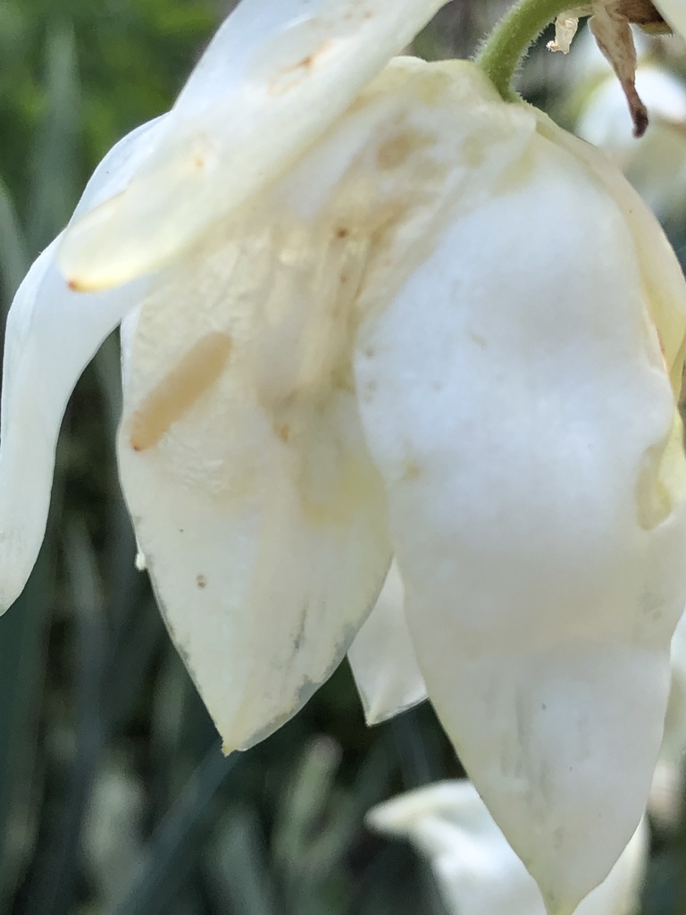 Yucca Beetle from Central Park, New York, NY, US on June 26, 2020 at 02 ...