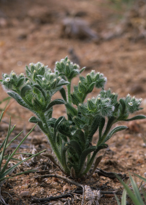 Little Cat's-Eye (Plants of John Martin Reservoir State Park) · iNaturalist