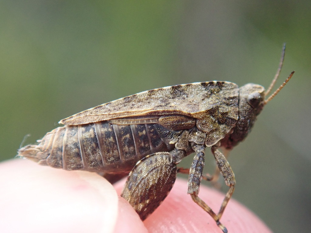 Common Groundhopper (Heuschrecken (Orthoptera: Saltatoria) in Bayern ...