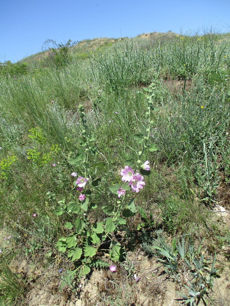 Wild Hollyhock (Alcea pallida) - Botanical Realm