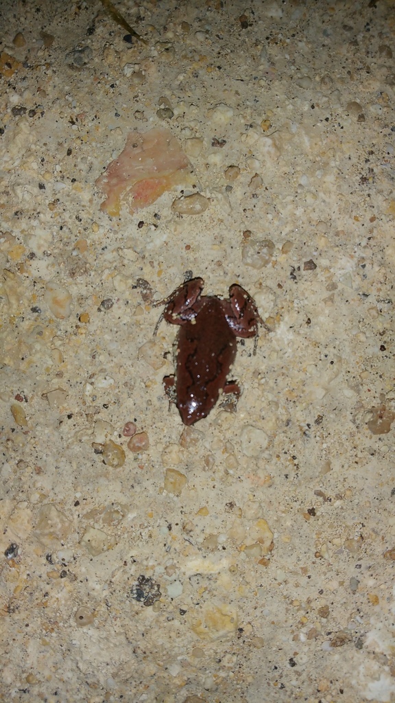 Elegant Narrow-mouthed Toad from Orange Walk District, Belize on August ...