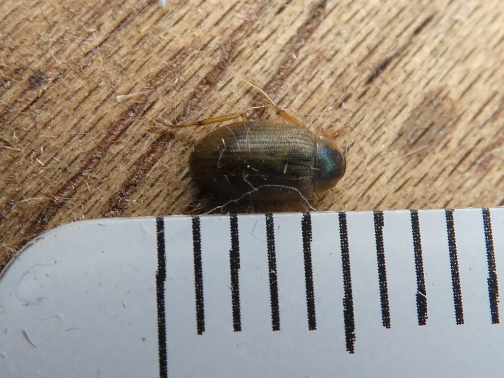 Berosus luridus (Coleoptera (beetles) of the British Indian Ocean ...