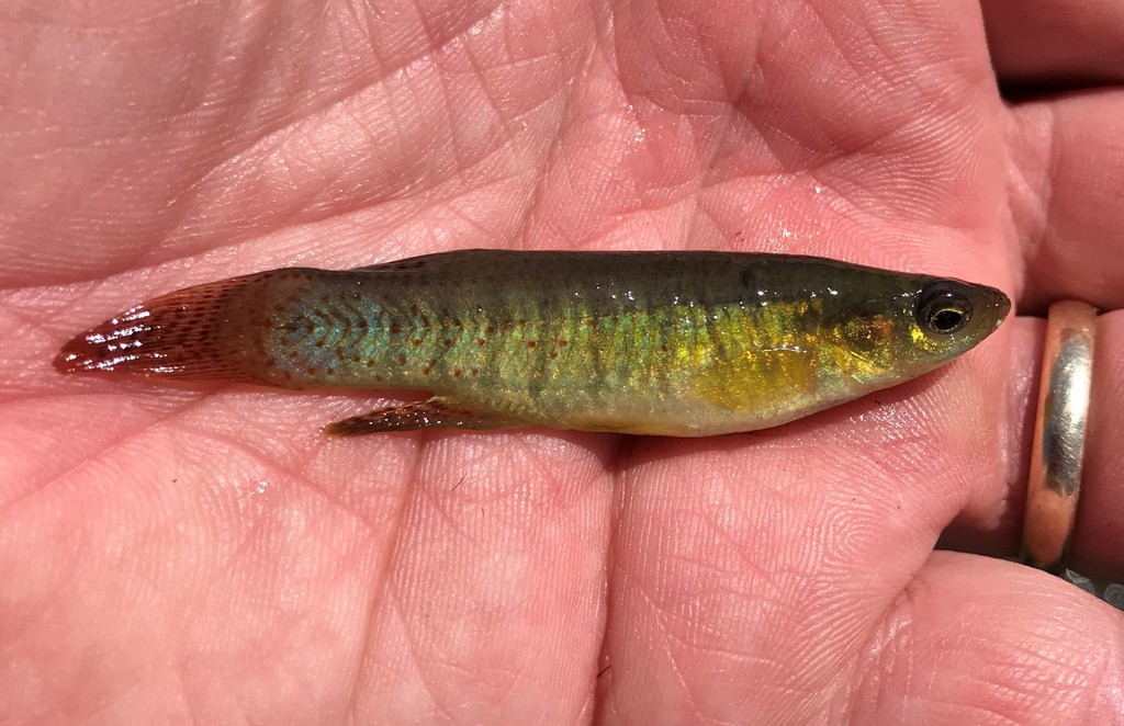 golden topminnow from Three Mile Creek, Langan Municipal Park, Mobile ...