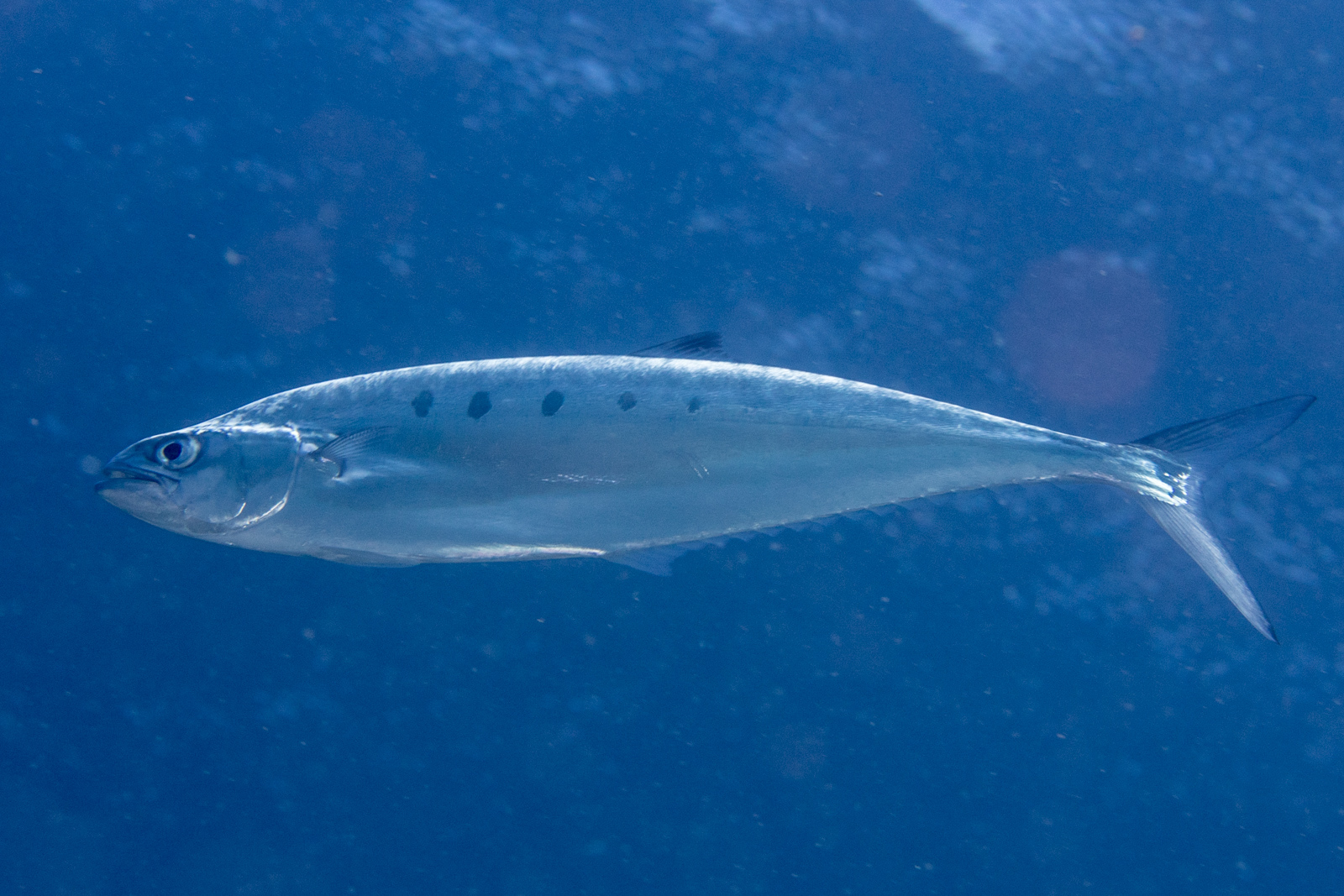 Scomberoides tol (Cuvier, 1832)