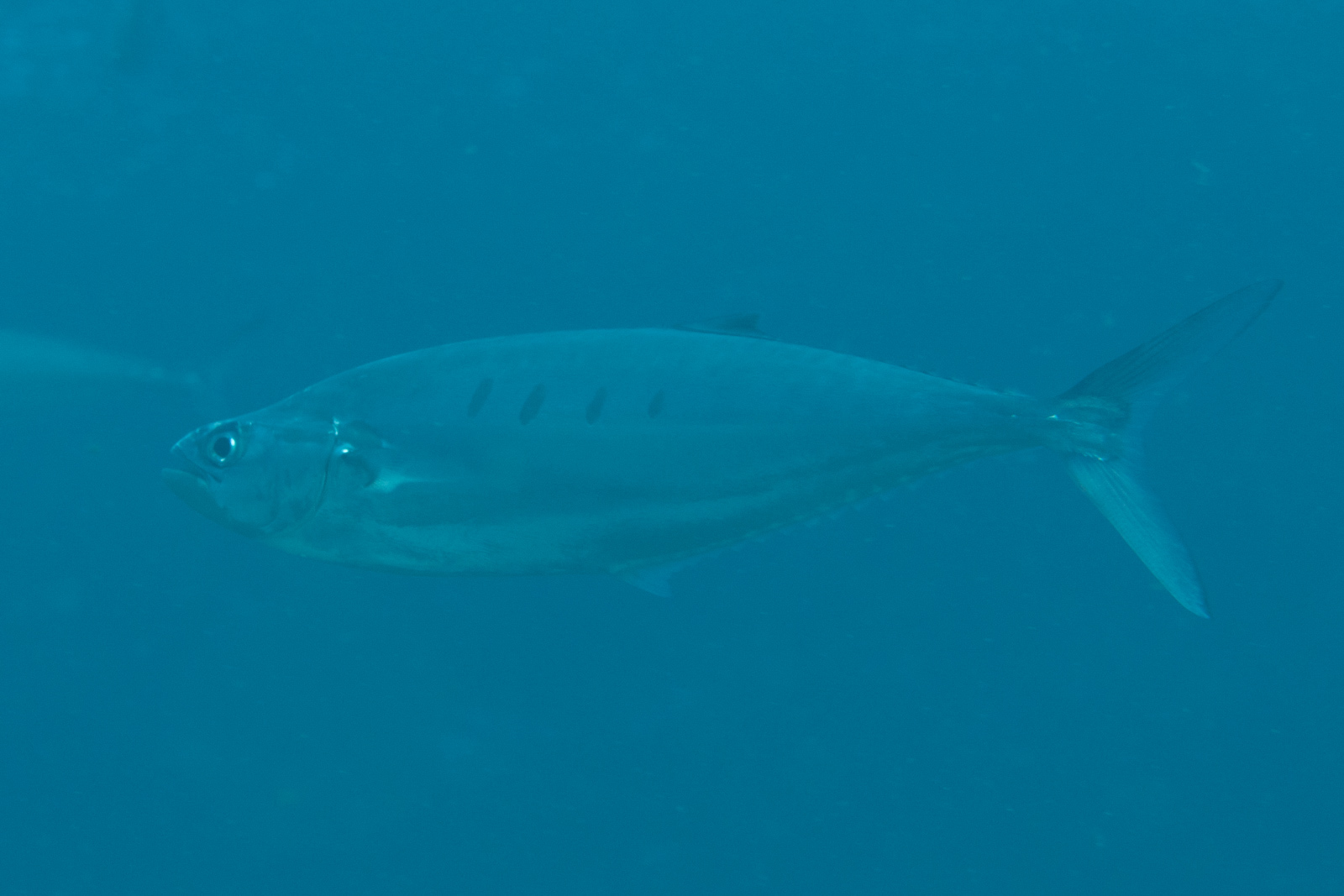 Scomberoides tol (Cuvier, 1832)