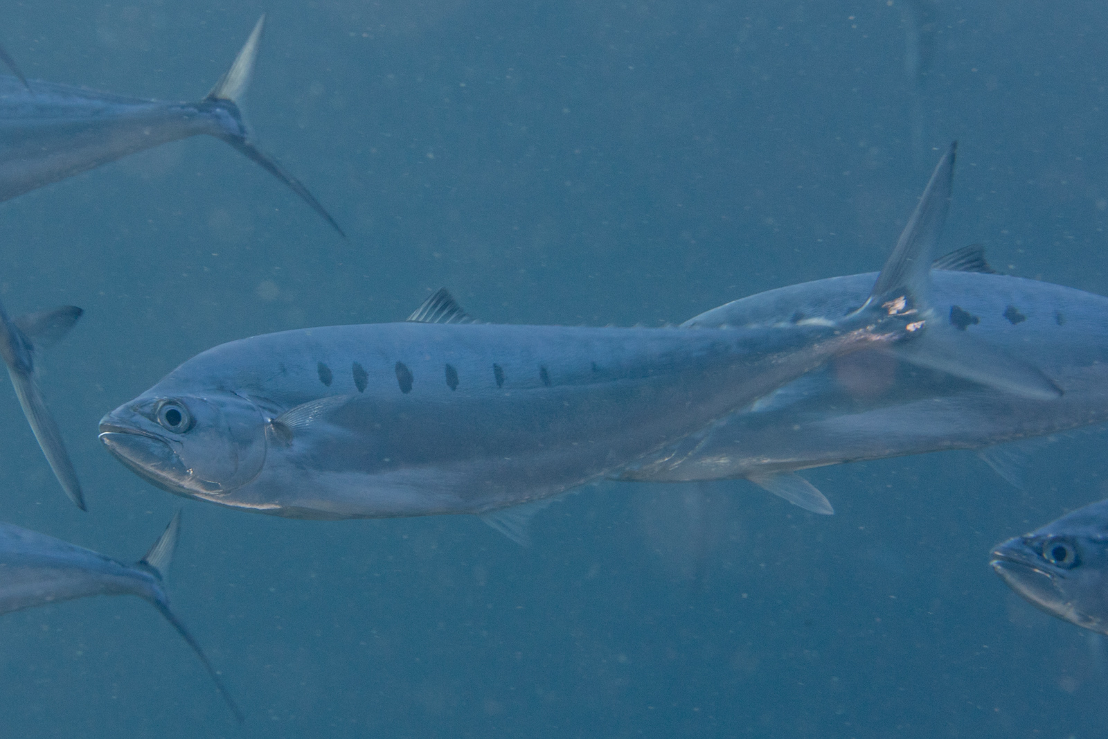 Scomberoides tol (Cuvier, 1832)