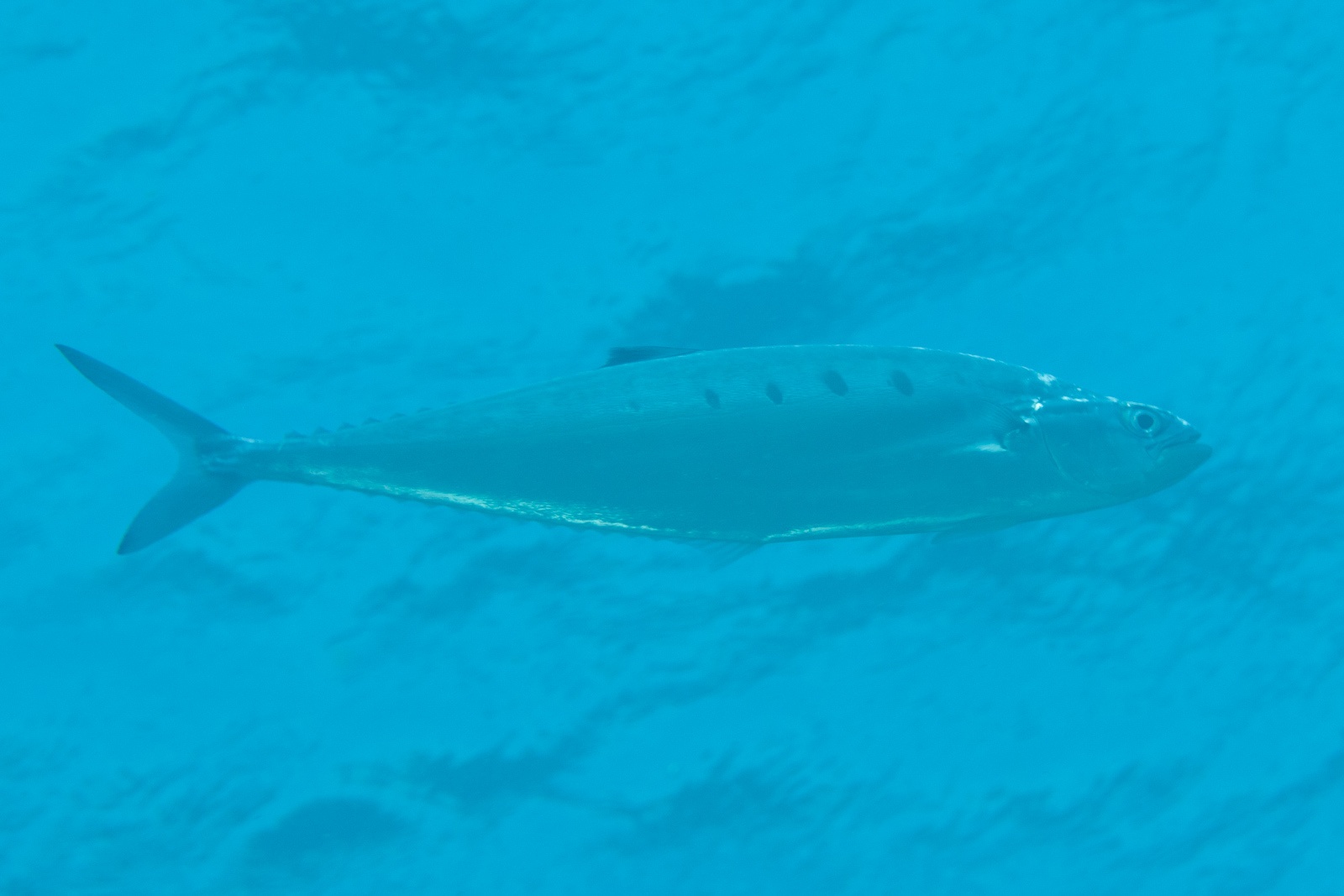 Scomberoides tol (Cuvier, 1832)