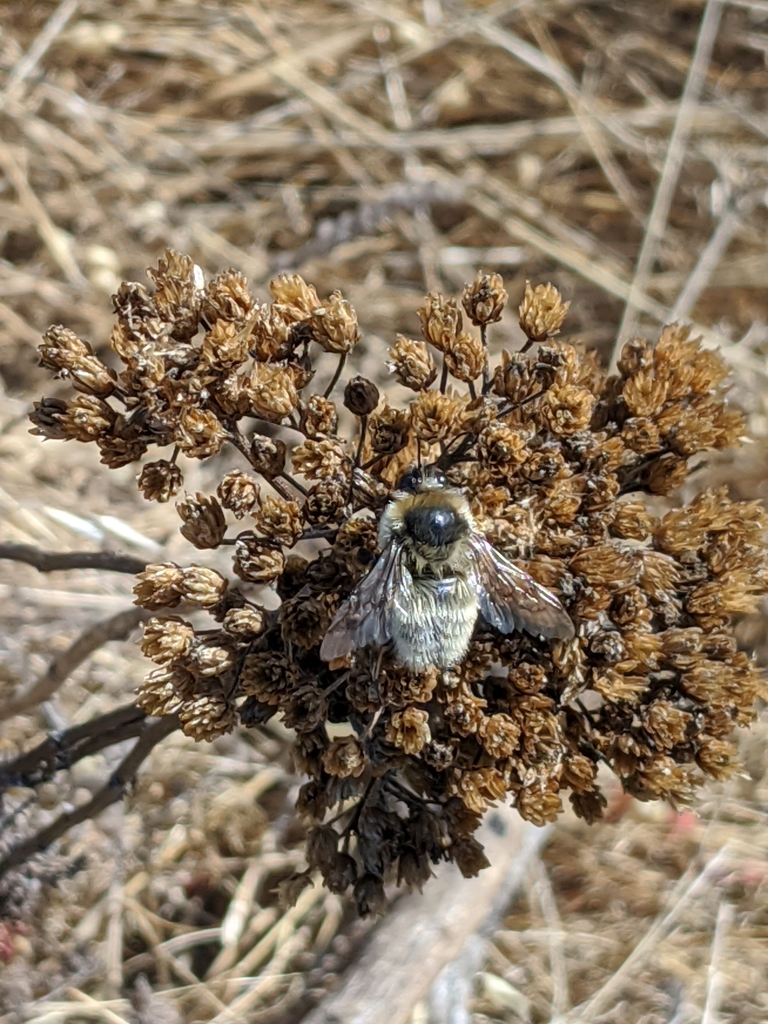Red-belted Bumble Bee from Paradise Valley, South San Francisco, CA ...