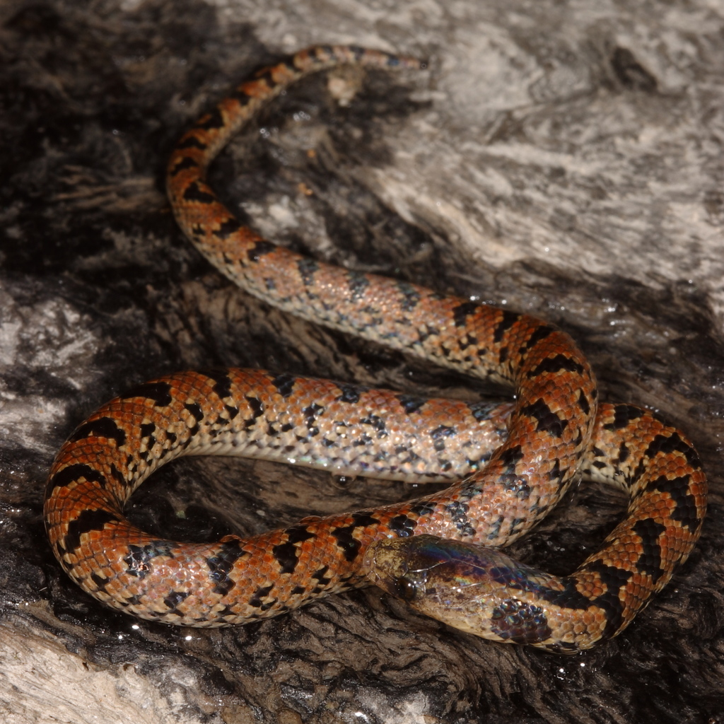 Big Ground Snake (Atractus major) - Snakes and Lizards