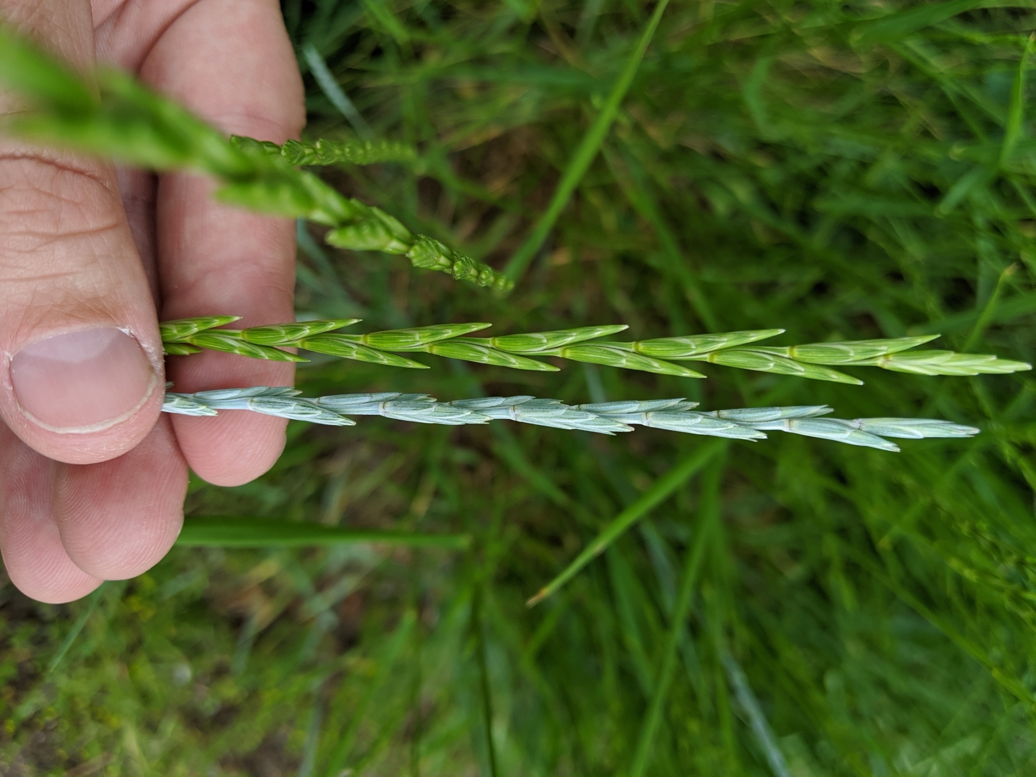 Thinopyrum intermedium subsp. intermedium