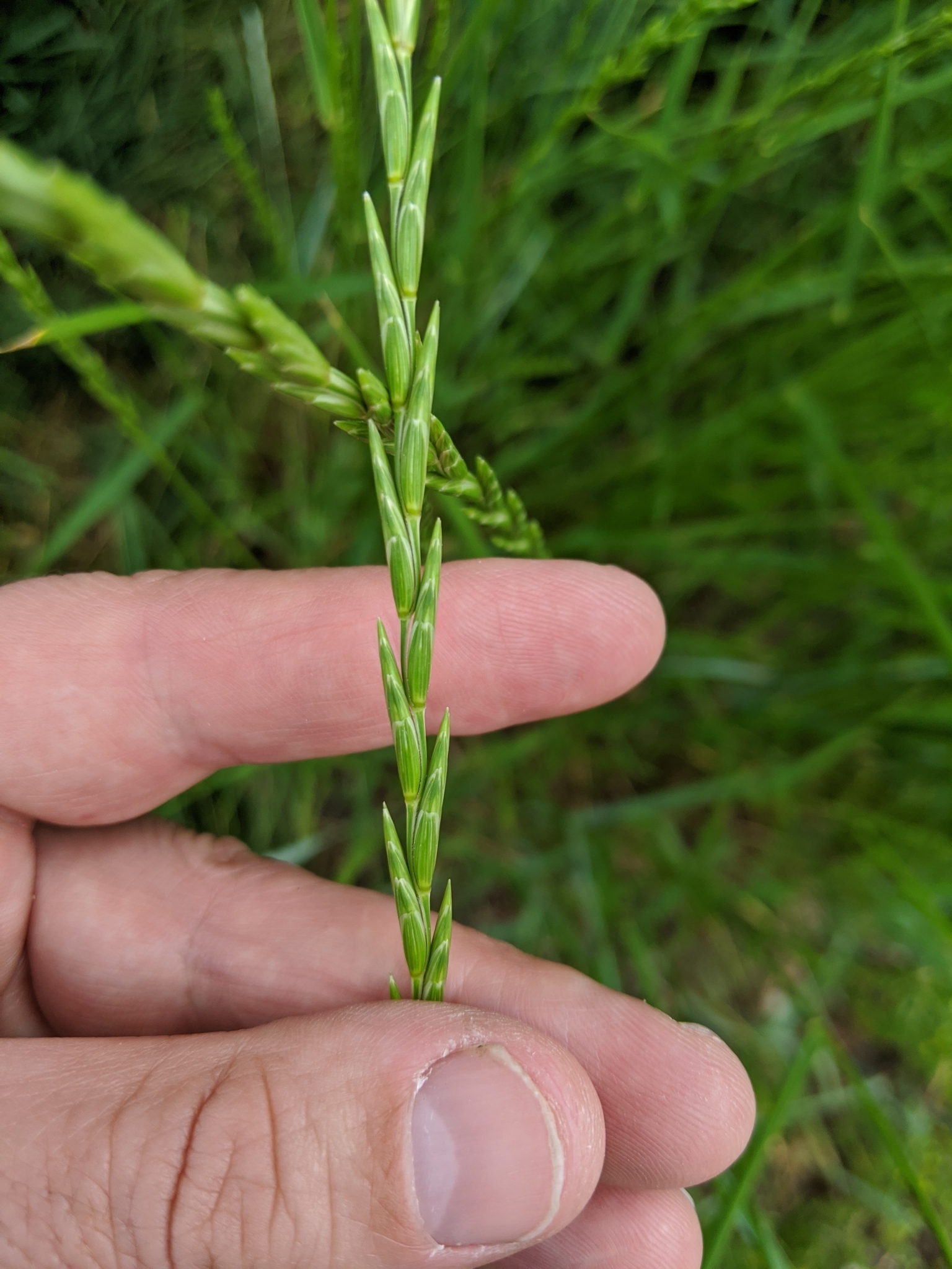 Thinopyrum intermedium subsp. intermedium