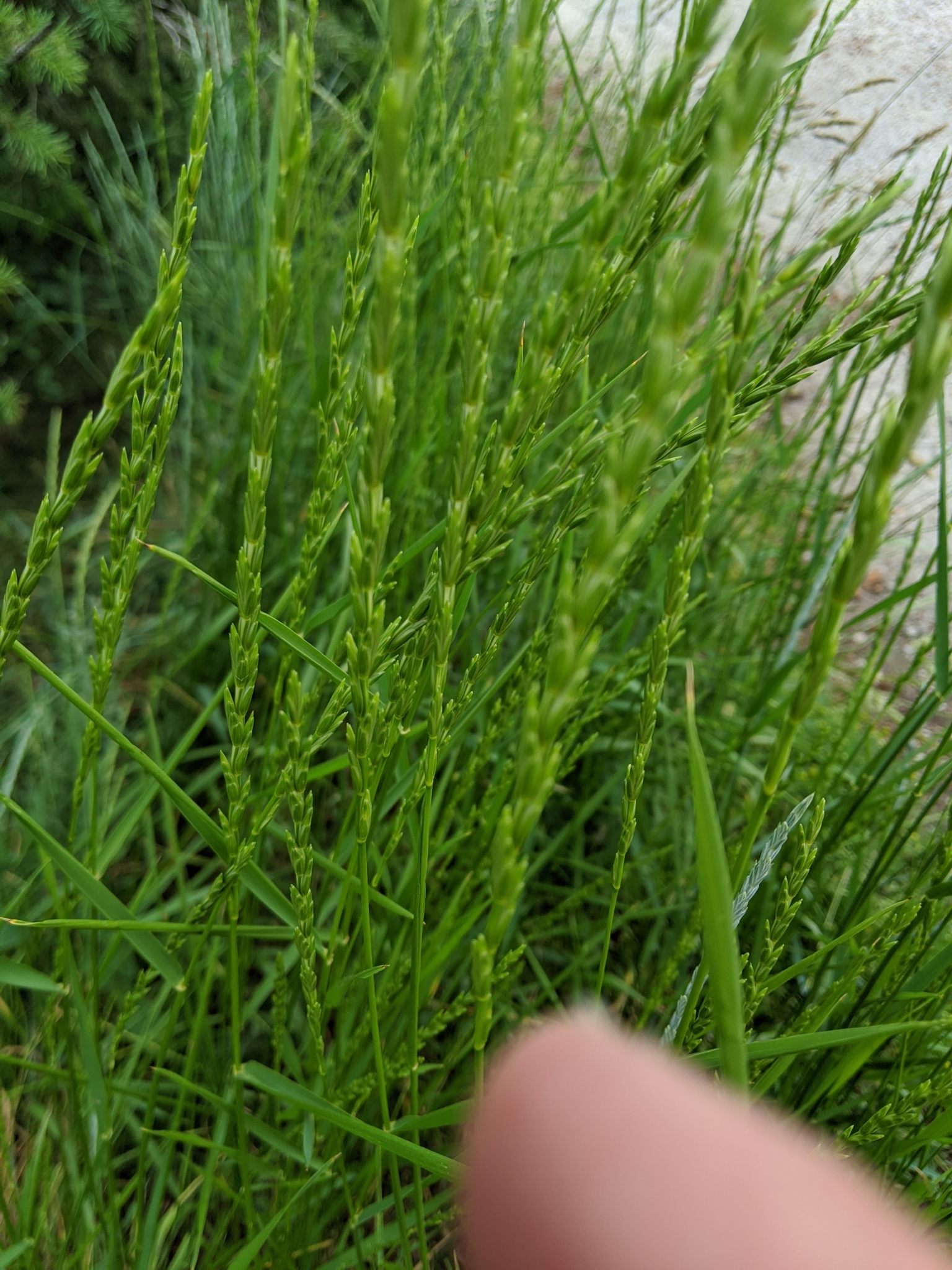 Thinopyrum intermedium subsp. intermedium