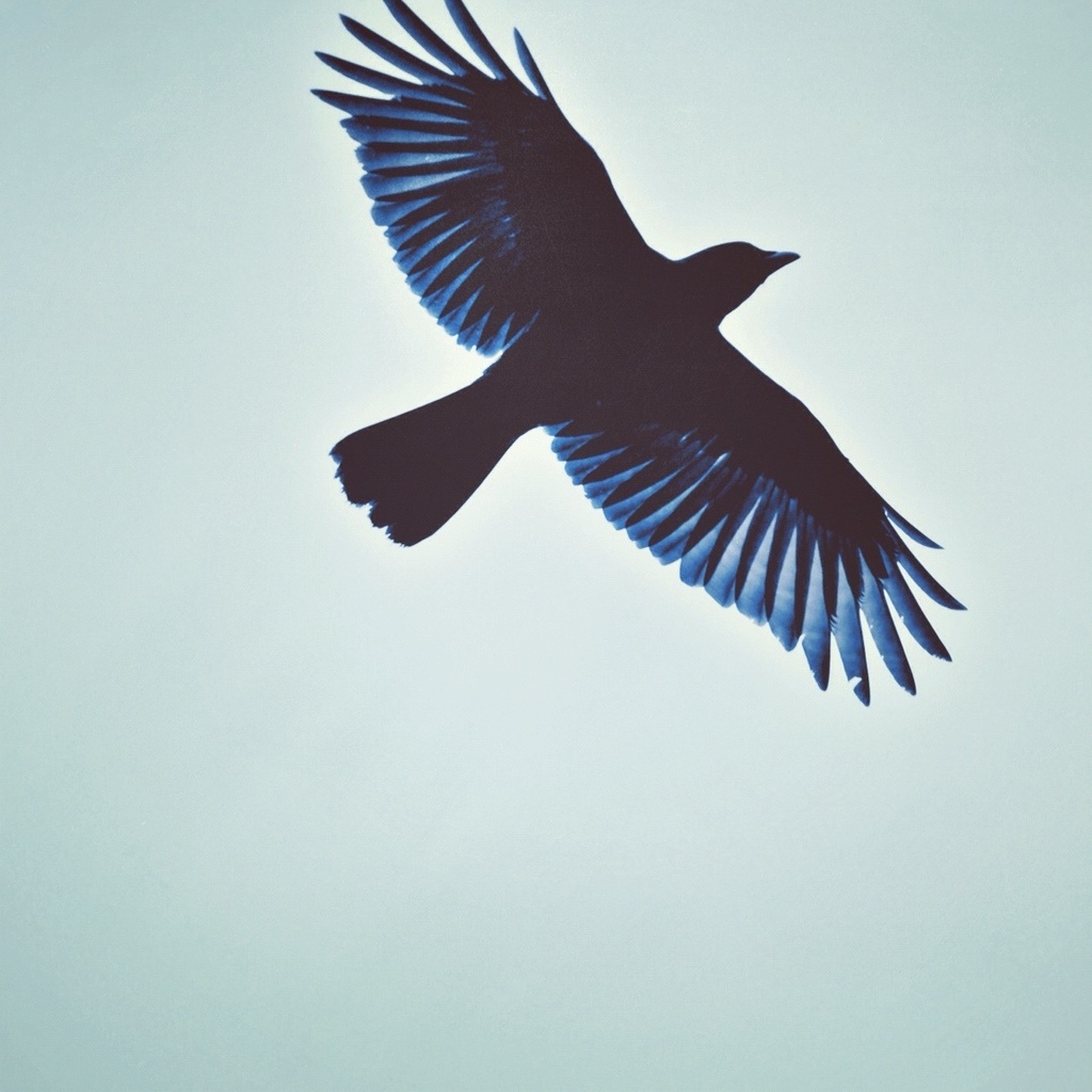 American Crow (Cama Beach St Pk-All Species) · iNaturalist