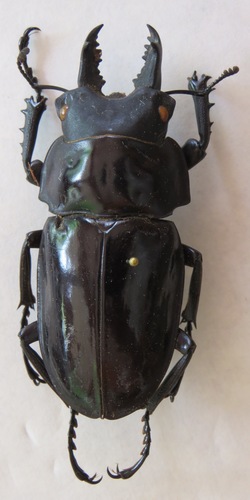 Neolucanus giganteus · iNaturalist Mexico