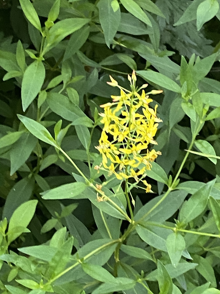swamp candles from Mill Pond Park, Bellmore, NY, US on June 26, 2020 at ...
