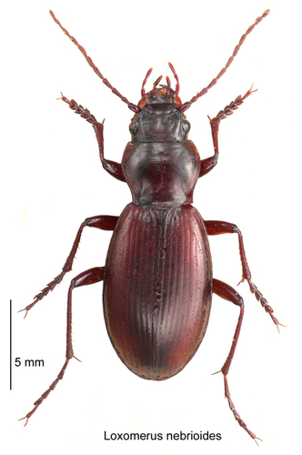 género Loxomerus · NaturaLista Colombia