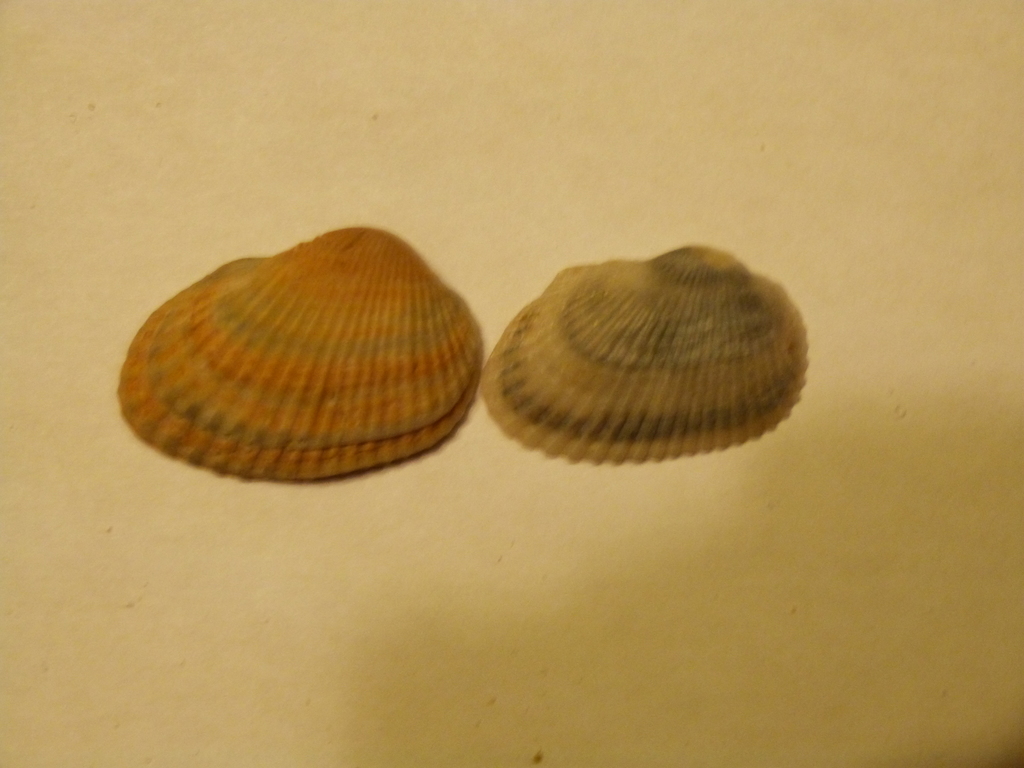 Transverse Ark from Baldwin County, AL, USA on June 26, 2020 by ...